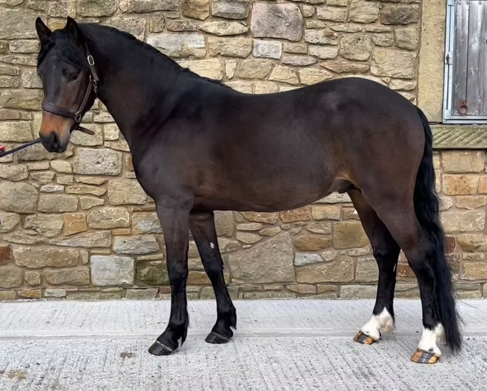 Backley Dreamcatcher – Ribble View Stud